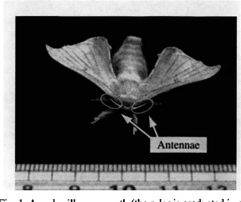 Figure 1 From A Pheromone Guided Mobile Robot That Behaves Like A