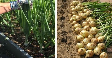 Хочете виростити справді велику цибулю Дотримуйтесь трьох простих але важливих порад знаючих