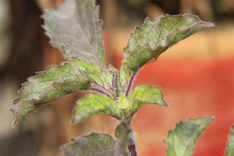 Tulsi Water 6 Health Benefits Of Adding This Queen Of Herbs To Your