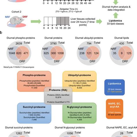 Diurnal Multi Omics Analysis Of The Mouse Liver Under Time Restricted Download Scientific