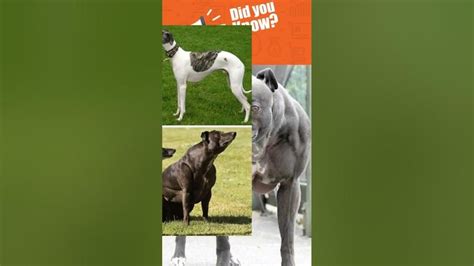 What Is Myostatin Mutation