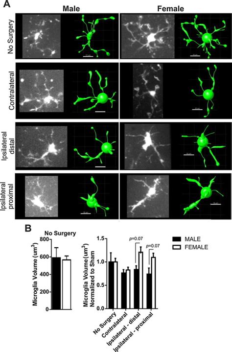 Sex Differences In Astrocyte And Microglia Responses Immediately