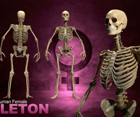 Artstation Human Female Skeleton Basemesh Resources