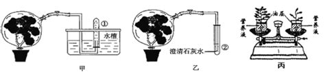 题目 下列有关植物生殖方式的叙述中不正确的是 A ①是嫁接关键是形成层要紧密结合b ②是组织培养植物繁殖的速度很快c ③中