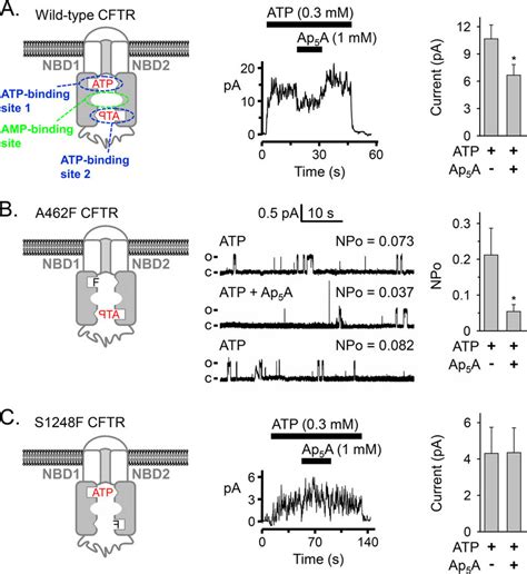 Effect Of Phenylalanine Mutations In The Phosphate Binding Loop Walker
