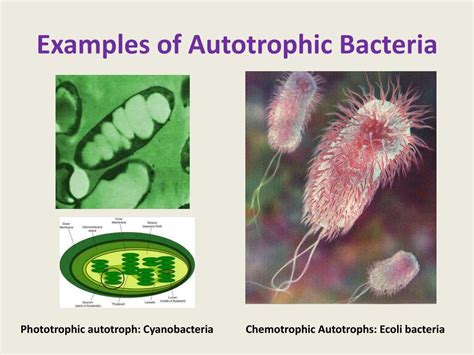 Autotrophic Bacteria Definition Types Examples And Importance The