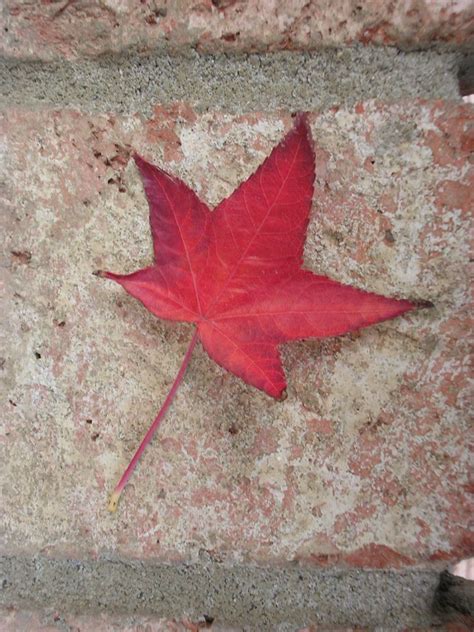Hot Leaf Heidi Flickr