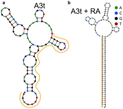Traceless Aptamer Mediated Isolation Of Cd8 T Cells For Car T Cell Therapy Pmc