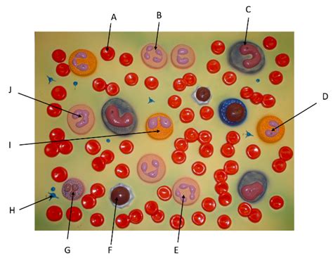Connective Tissue Matrix Diagram Quizlet