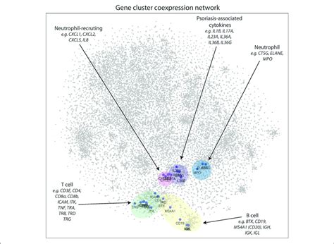 2d Gene Coexpression Network Illustrates Gene Expression Download Scientific Diagram