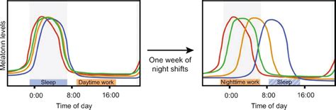 Effect Of Circadian Misalignment On Individual Melatonin Levels Each