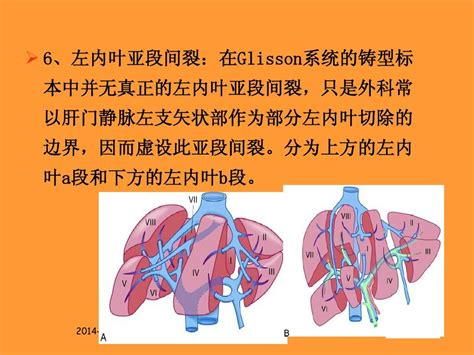 肝脏的解剖及分段word文档在线阅读与下载无忧文档