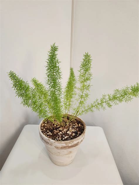 아스파라거스 메이리 14cm 토 당근마켓 중고거래