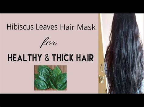 Hibiscus Leaves Hair Mask For Healthy And Thick Hair ️easydiy Hairpack