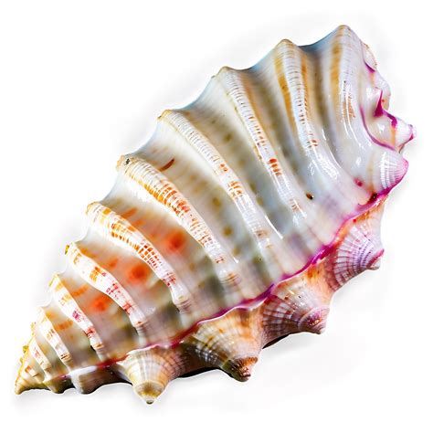 200 Conch Shell Png Images Page 3