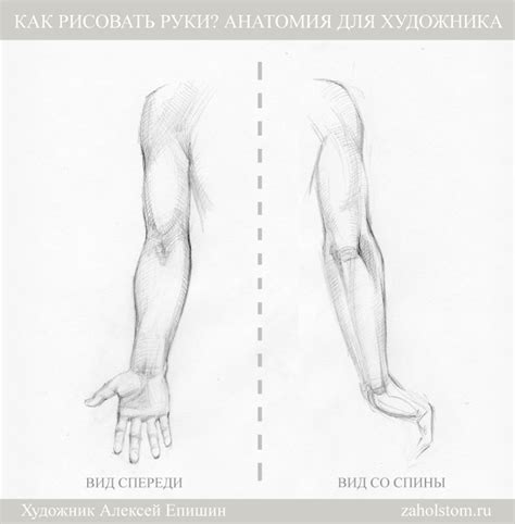 Как рисовать руки Анатомия для художника —