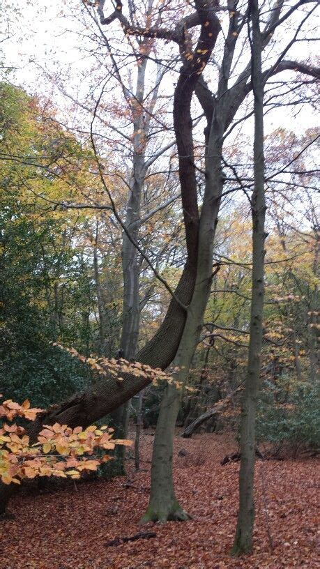 Bendy Tree Tree Epping Forest Plants