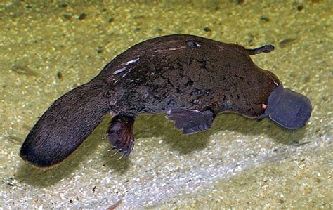 Platypus Facts Interesting Facts About Platypus Habitat Diet And More