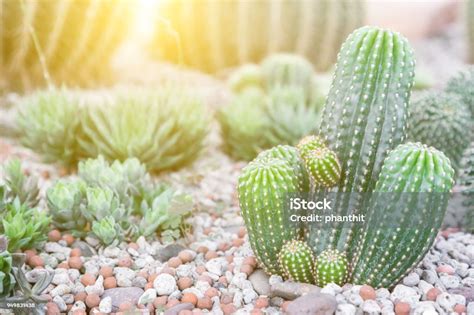 Succulents 또는 선인장 사막 식물원에 장식 및 농업 개념 디자인 돌 자갈 배경 0명에 대한 스톡 사진 및 기타 이미지