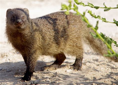 Egyptian Mongoose Fictionrulezforever Wiki Fandom