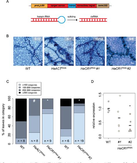 Figure 1 From An Arabidopsis Downy Mildew Non Rxlr Effector Suppresses