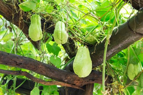 How To Grow Chayote Tips For Successful Growing