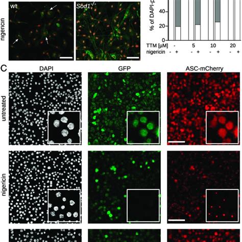 Superoxide Blocks Nlrp3 Dependent Asc Speck Formation A