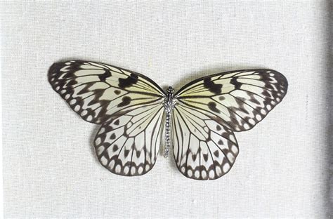 Large Tree Nymph Butterfly — Jessica Fuks