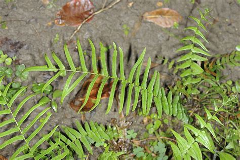 Pteris Vittata Flickr