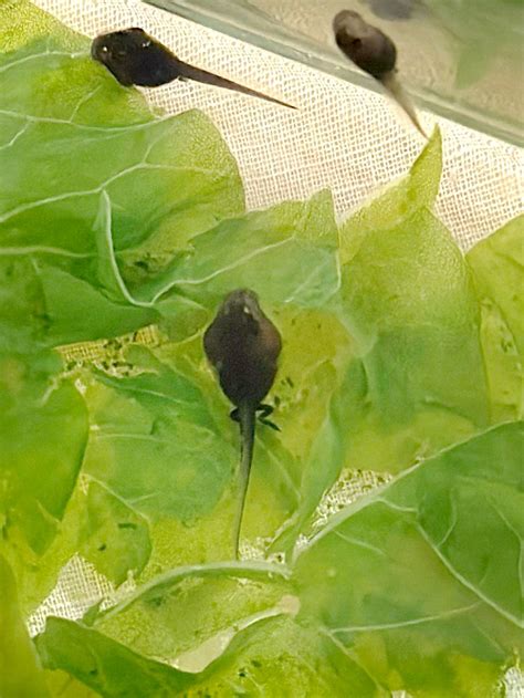 A Tale Of Tadpoles Exploring Ecology And Environmental Sustainability
