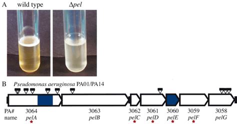 Pseudomonas Fluorescens Broth