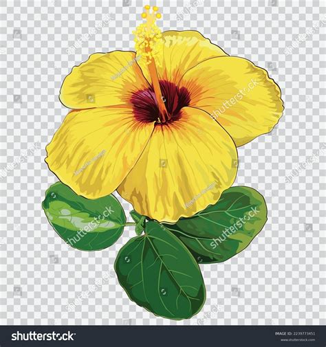 Yellow Hibiscus Flower Drawing Vector Illustrations Stock Vector