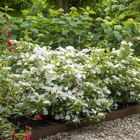Runaway Bride™ Hydrangea ‘ushyd0405 Pbr Warners Nurseries