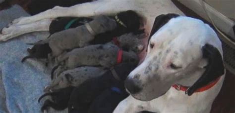Video Great Dane Gives Birth To 19 Puppies Abc News