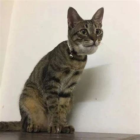 猫贪玩被蜜蜂蛰到下巴，直接肿成了申公豹，心疼又好笑！ 知乎