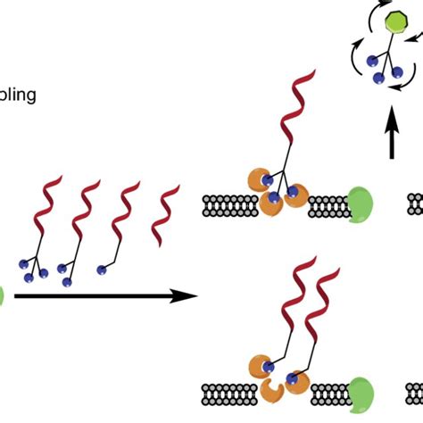 Pdf Characterizing The Effect Of Galnac And Phosphorothioate Backbone