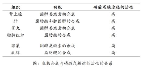磷酸戊糖途径有何重要意义？ 知乎