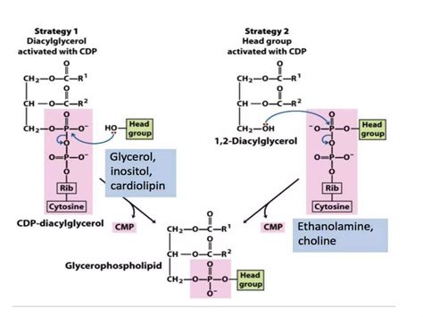 Biosynthesis Of Phospholipids 1pptx