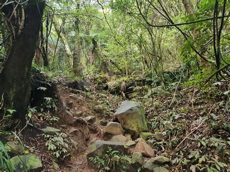 Mount Te Aroha Summit Track
