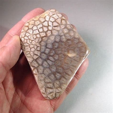 Jurassic Coral Tisbury Wiltshire