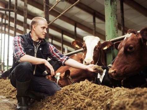 Sop Manual For Dairy Cattle And Milk Production Sop 900