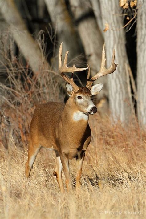 Mule Deer Buck Peter Eades Wildlife Photography Artofit