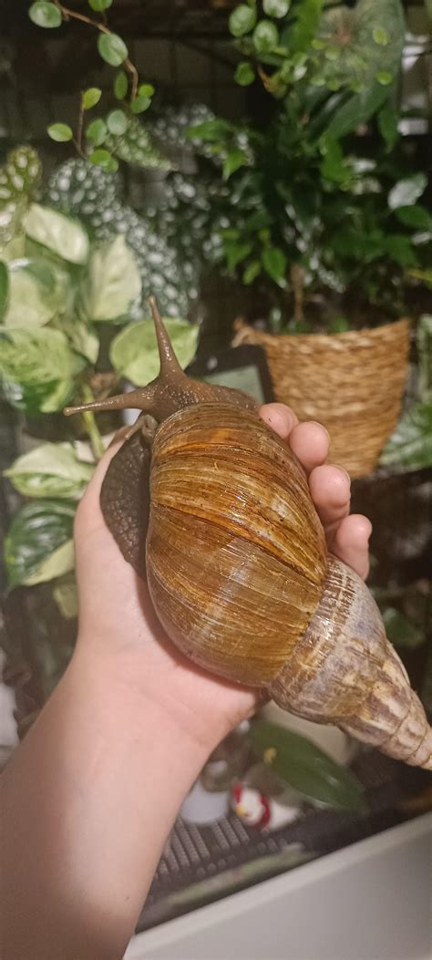 Big Man Turned 6 Years Old R Snails