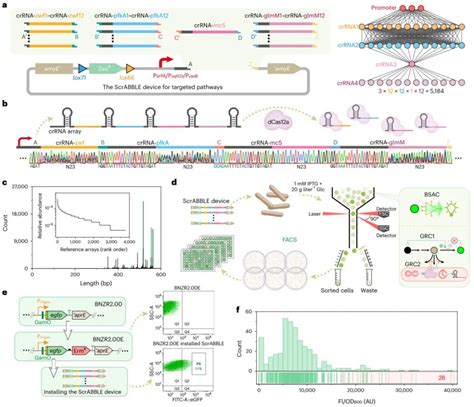 Nat Chembio｜crisprdcas12a级联基因回路介导的多途径组合优化 糖化学与生物技术教育部重点实验室