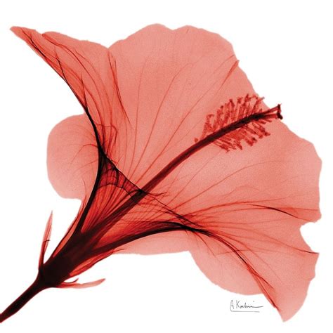 X Ray Flower Art Prints At Alice Cletus Blog