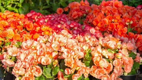 25 Types Of Begonia That Thrive In Lots Of Light And 5 That Don T