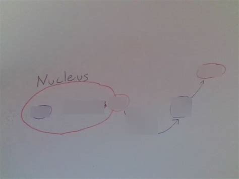 Biology Chapter Diagram Diagram Quizlet