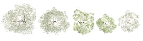 Images De Arbre Plan Masse Téléchargement Gratuit Sur Freepik