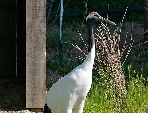 15 Types Of Cranes Species Facts And Photos
