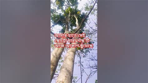 🙏গাছ লাগান প্রান বাঁচান বৃক্ষ রোপন গাছ বাবা পরিবেশ প্রেমি Three 🌳plan Tree Love Scan